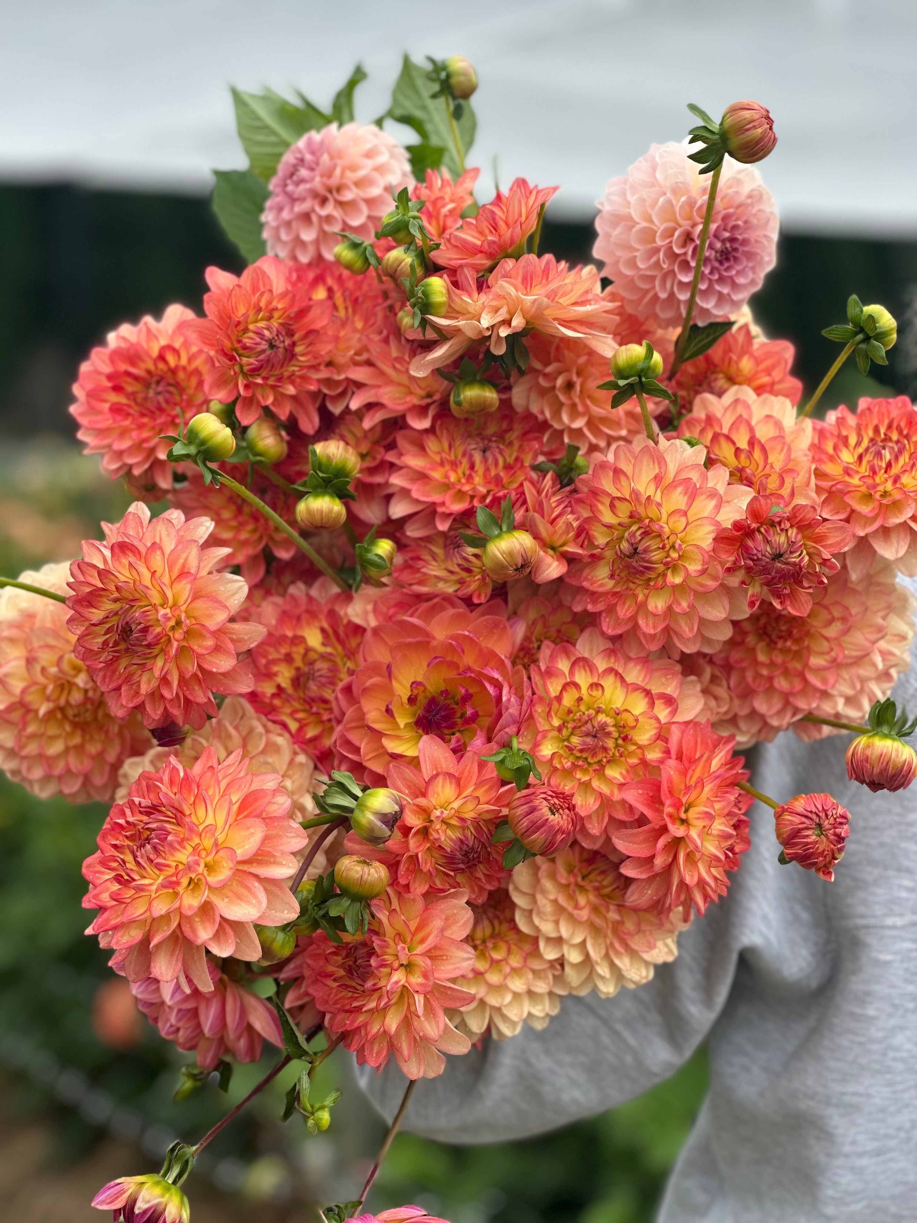 Autumn – Oxley Hill Farm Flowers