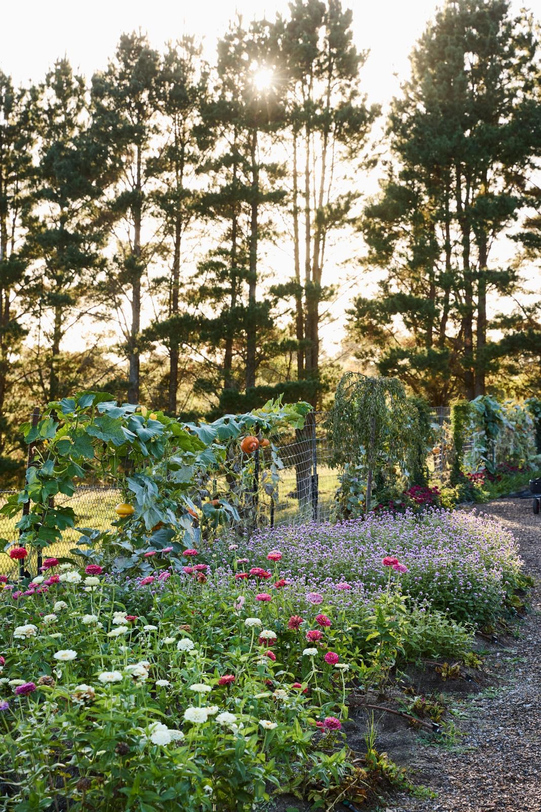 Oxley Hill Farm Flowers - Boutique Flower Farm located in Bowral