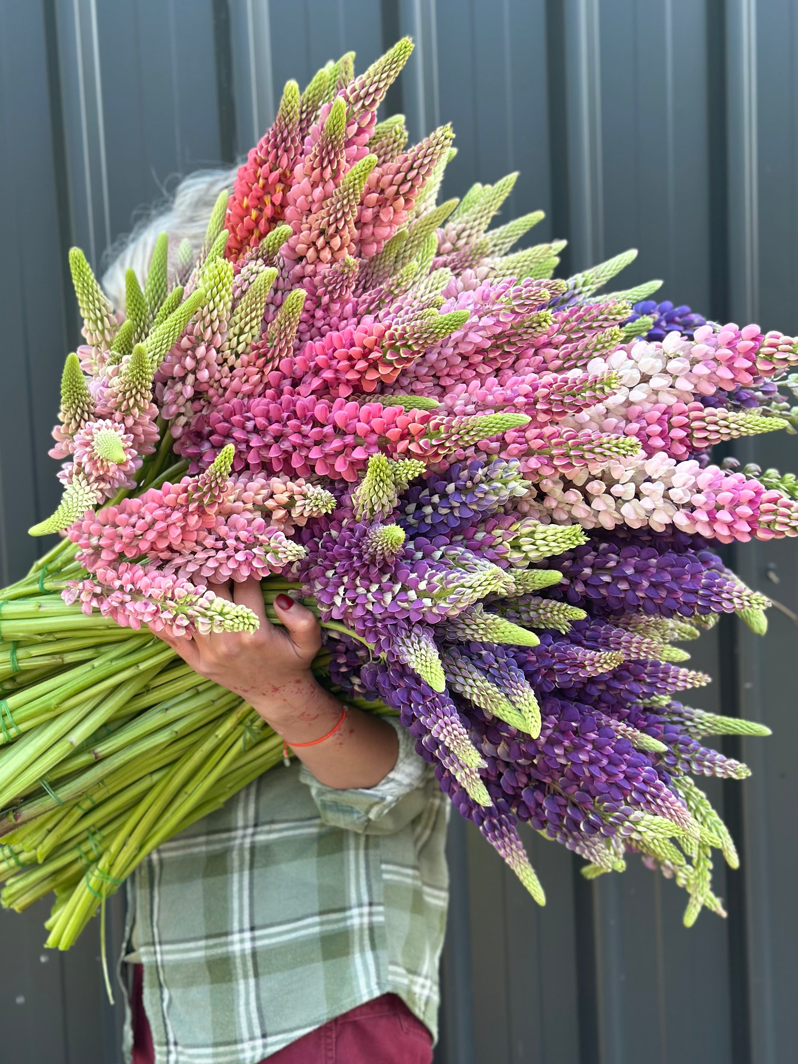 Lupin – Oxley Hill Farm Flowers